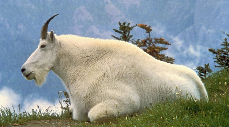 NRA Family Fun: See Utah's Wild Mountain Goats | NRA Family