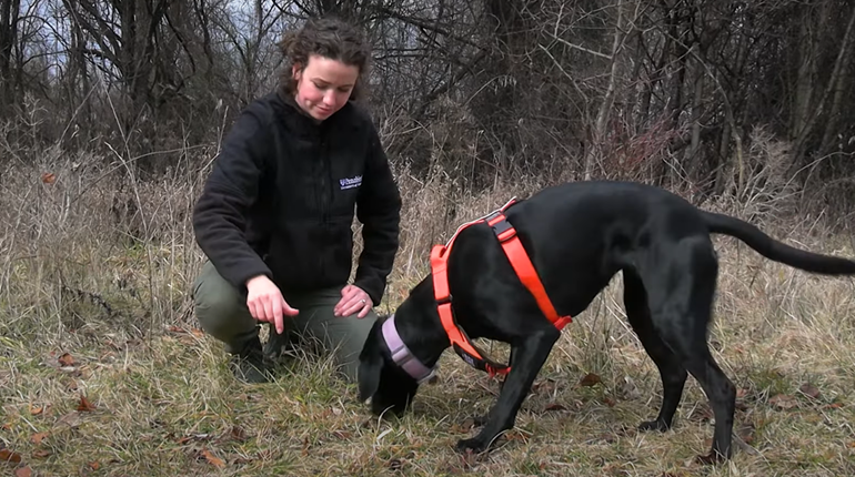 Can Scenthounds Help Stop Chronic Wasting Disease? | NRA Family