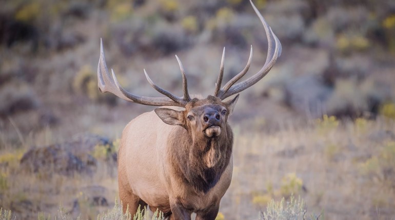 Rocky Mountain Elk Foundation Celebrates 40 Years of Conservation | NRA ...