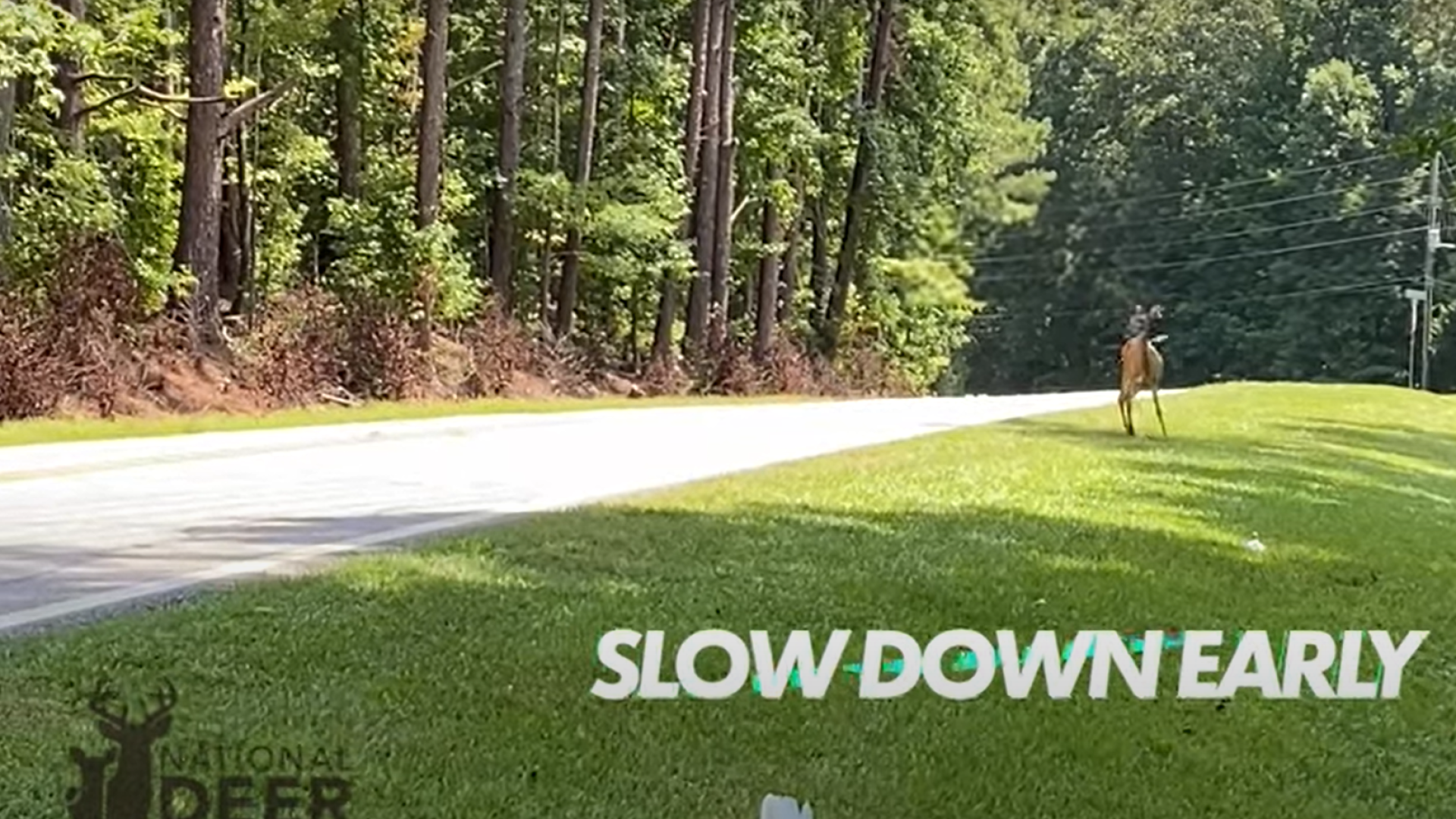 Don't Bag a Buck With Your Buick: 8 Tips to Avoid Deer/Car Collisions ...