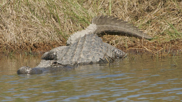 5 Tips to Stay Gator-Safe This Spring | NRA Family