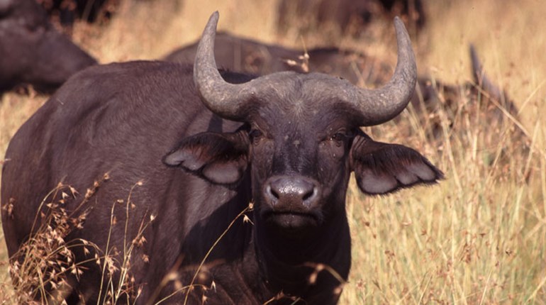 Elephant's Cape Buffalo Attack Caught on Camera | An Official Journal ...