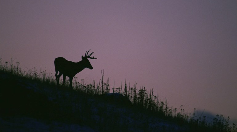 How to Tell a Buck Track from a Doe | An Official Journal Of The NRA