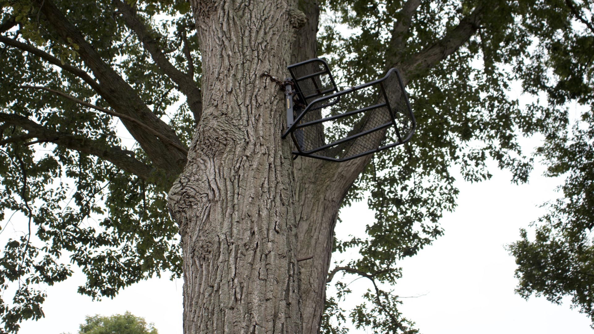 Ensuring Tree Stand Safety: Protecting Hunters in the Great Outdoors ...